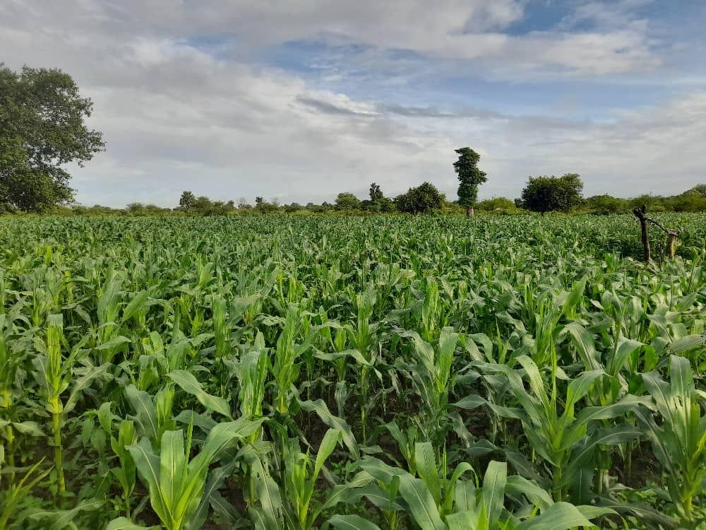 Campagne agricole : Les Ics distribuent plus de 70 000 tonnes d’engrais